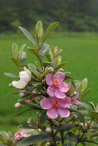 Huang Village Chin Family Tree
